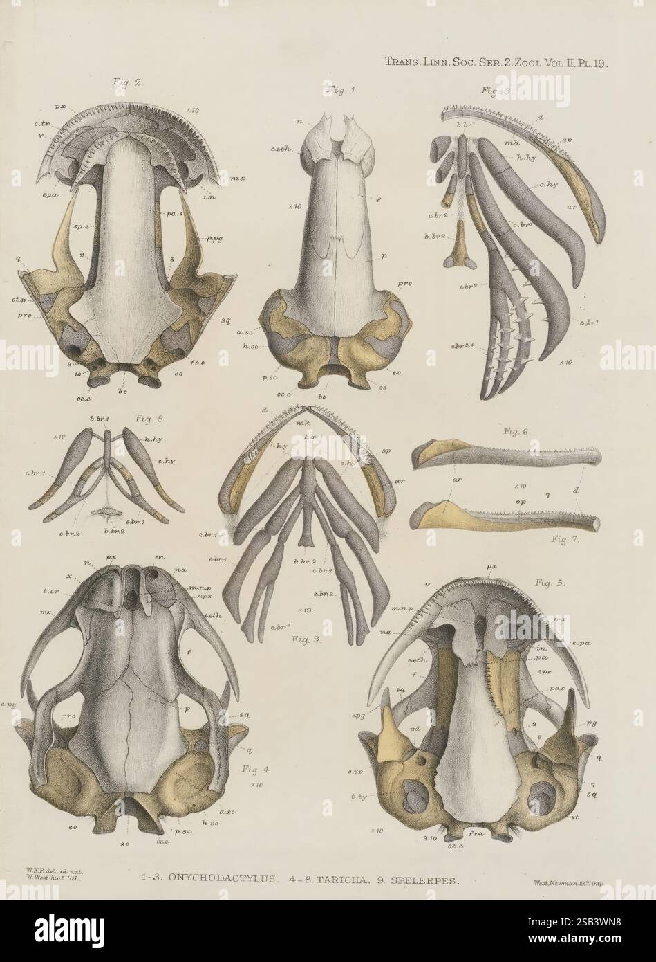 Anatomical drawings serve hi-res stock photography and images - Alamy