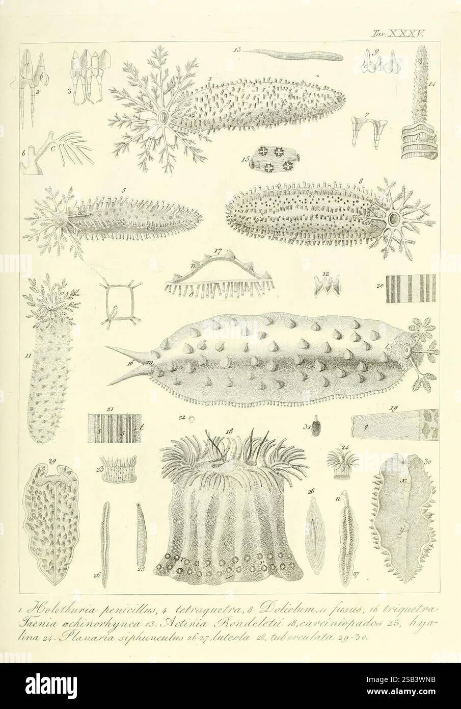 Memorie sulla storia e notomia degli animali senza vertebre del regno ...