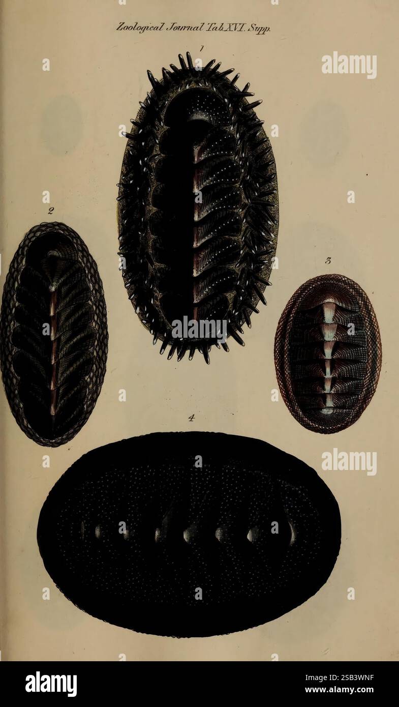 The Zoological Journal, London, W. Phillips, 1824-, periodicals ...