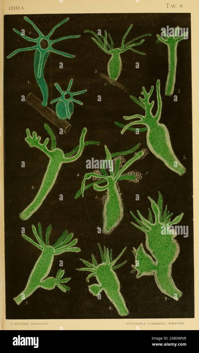 Genesi, organizzazione e metamorfosi degli infusori, Firenze, Tipo. di ...