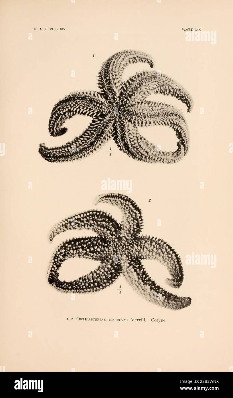 Careful anatomical hi-res stock photography and images - Alamy