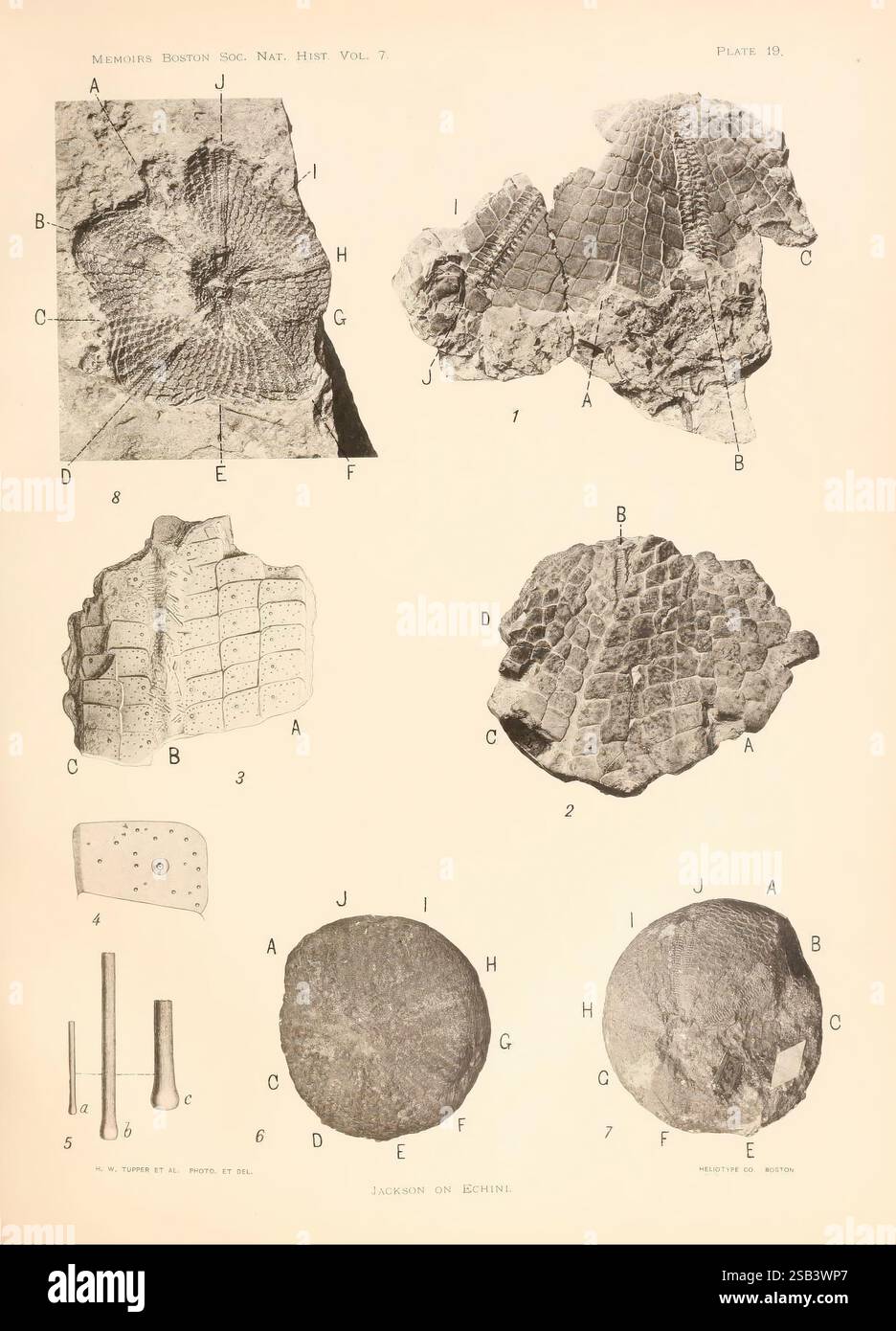 Phylogeny of the Echini Boston The Society 1912 paleontology Paleozoic ...