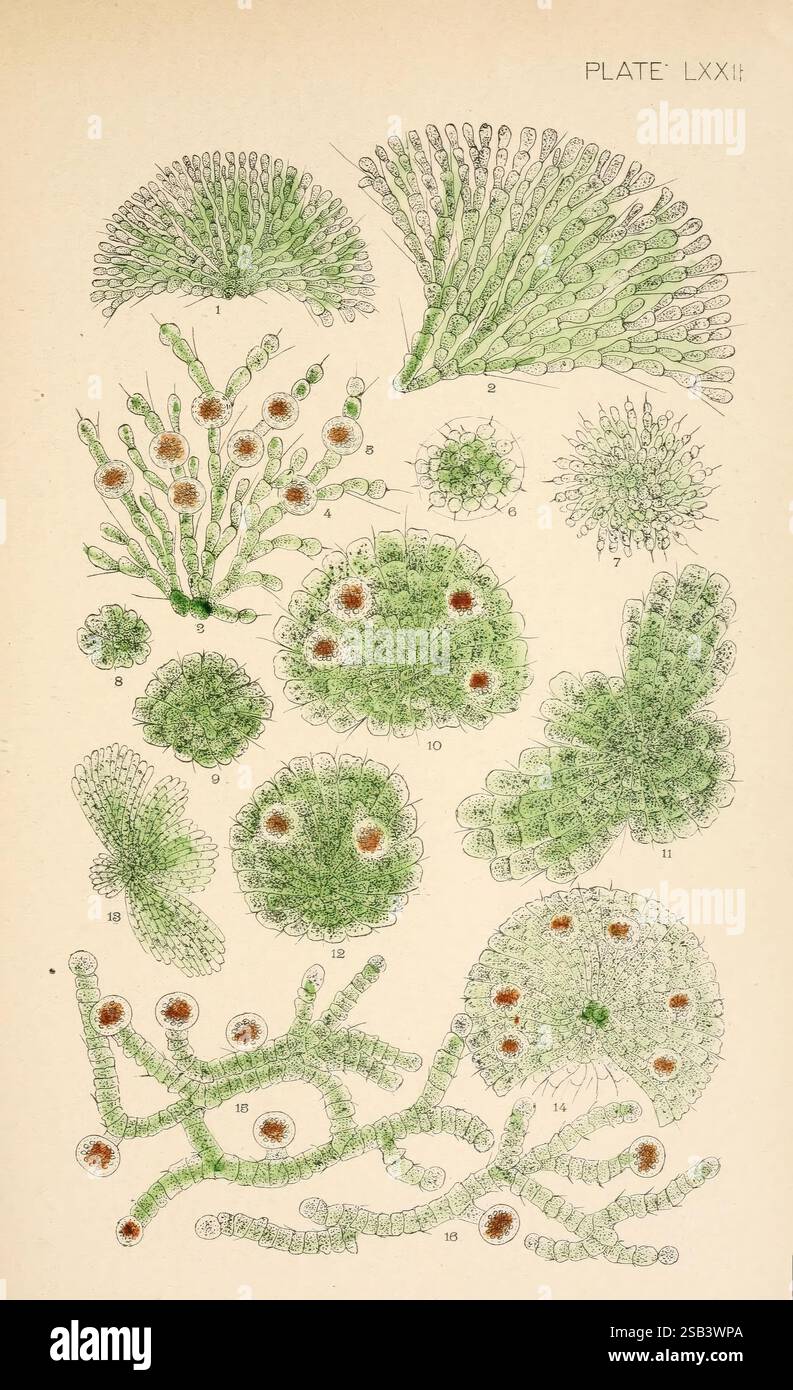 Branching varieties hi-res stock photography and images - Alamy