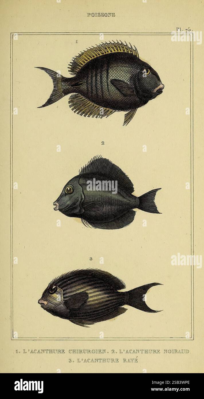 Oeuvres du comte de Lacépède, Paris, P. Duménil, 1836, natural history ...