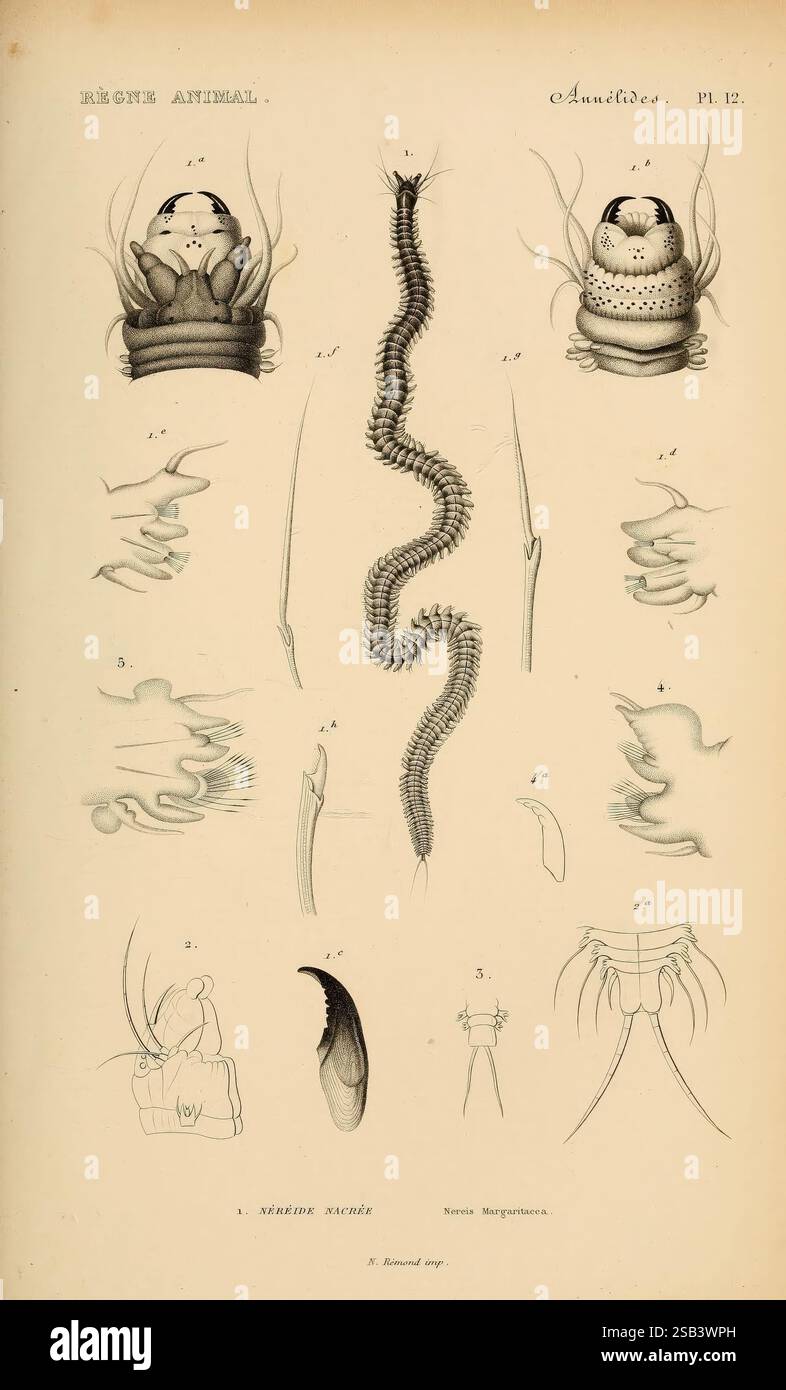 Illustrating specialized adaptations hi-res stock photography and ...