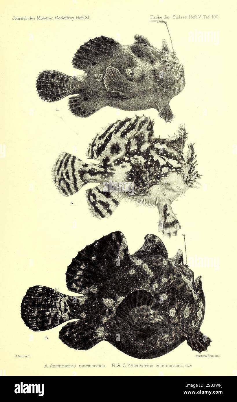 Andrew Garrett's Fische der Südsee, Hamburg, L. Friederichsen & Co ...