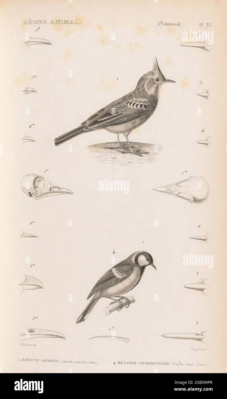 Le règne animal distribué d'après son organisation, Paris, 1836-1849 ...