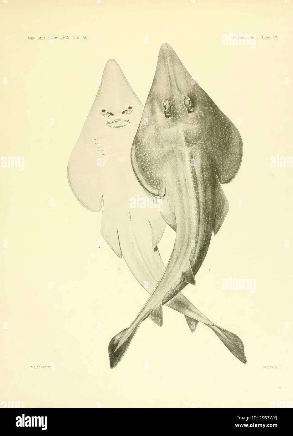 Rounded ray exhibits hi-res stock photography and images - Alamy