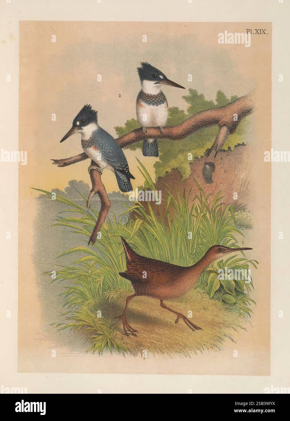 The birds of North America, New York, 1903, birds, North America ...