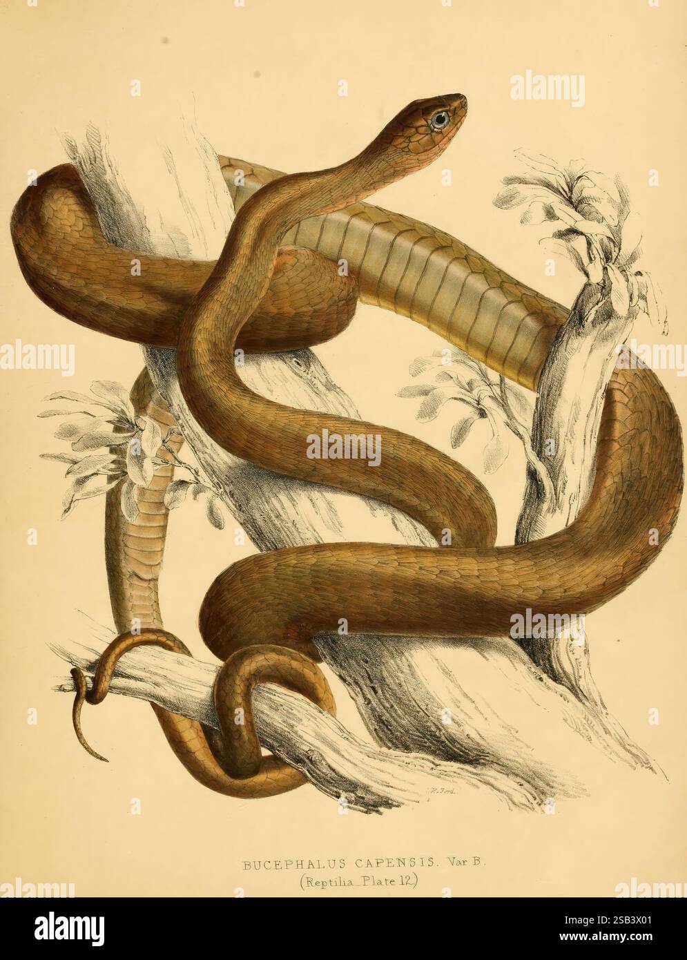 Illustrations of the Zoology of South Africa, v.3. London, Smith, Elder ...