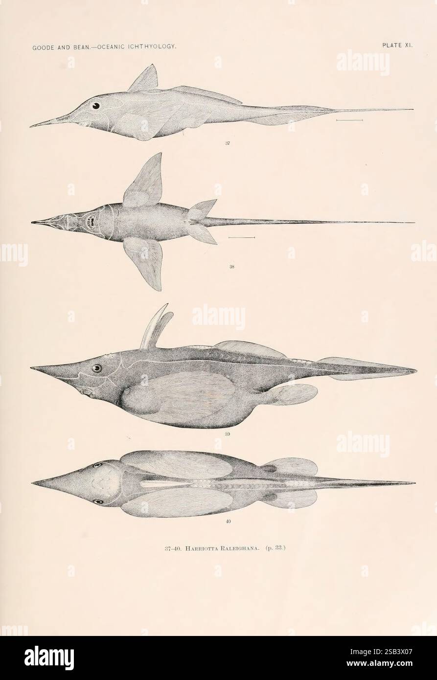 Oceanic Ichthyology Volume 22 Atlas Cambridge, U.S.A. 1896. Atlantic ...
