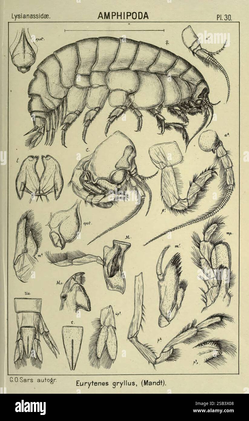 Organisms physical characteristics hi-res stock photography and images ...