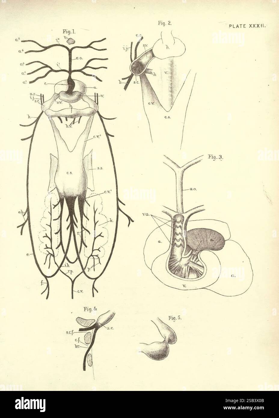 Illustrations of zoology: invertebrates & vertebrates Edinburgh Y.J ...