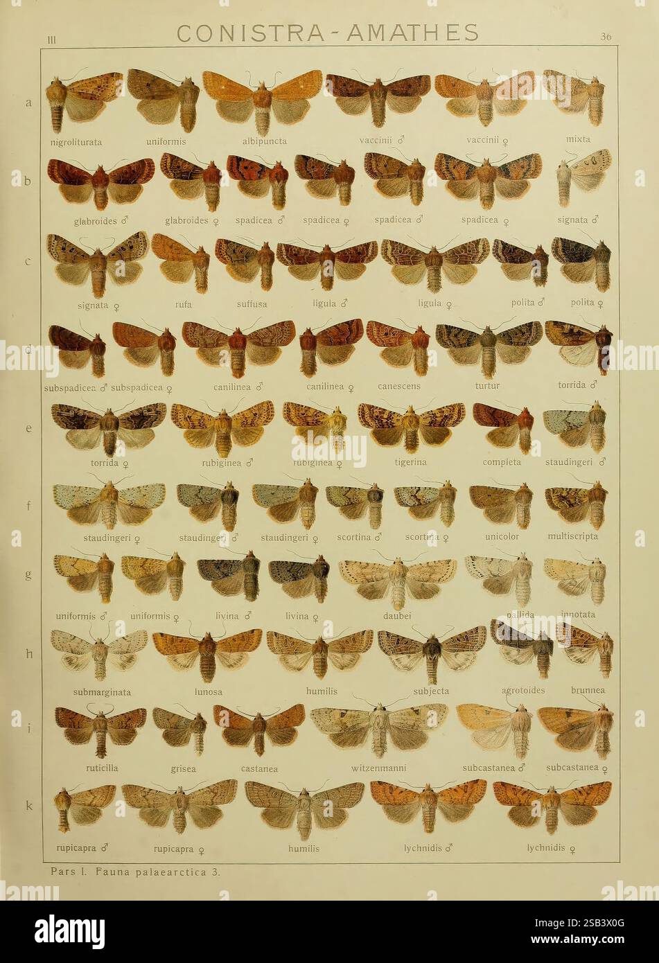 Comprehensive taxonomy represents hi-res stock photography and images ...