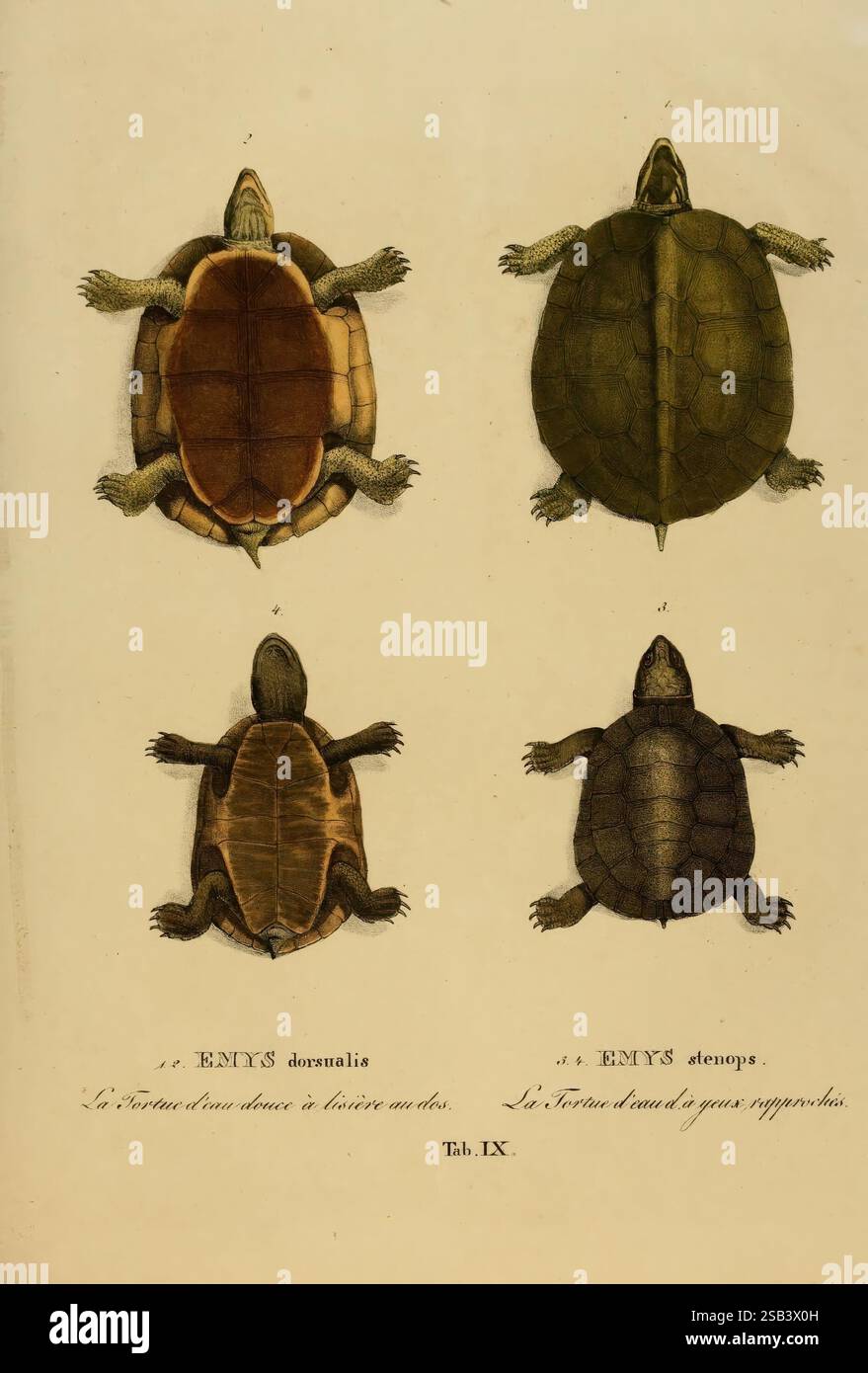 Animalia nova sive species novae testudinum et ranarum Monachii F.S ...