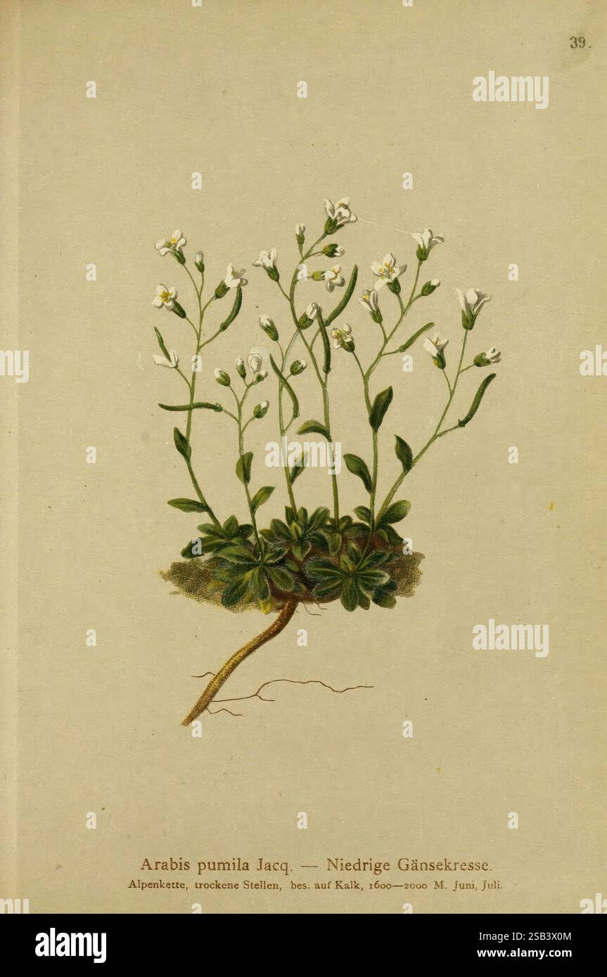 Lowly plants hi-res stock photography and images - Alamy