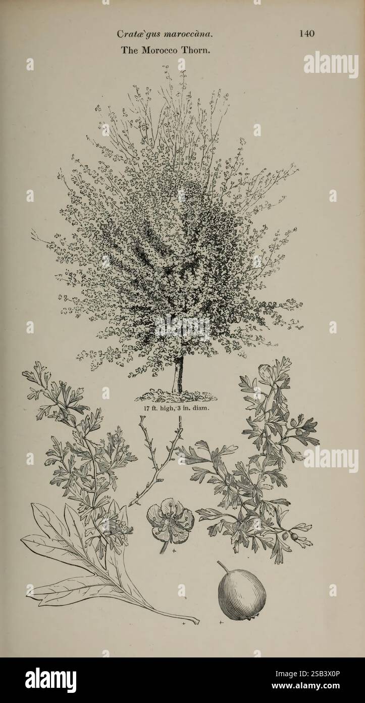 Arboretum et fruticetum britannicum London J.C. Loudon 1844 botany ...