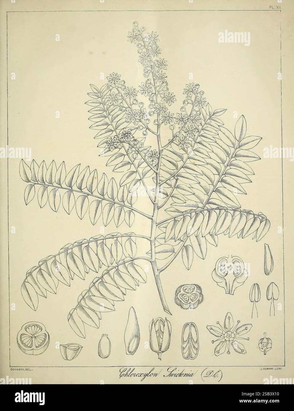 The flora sylvatica for southern India: Madras, 1869-1873, trees, India ...