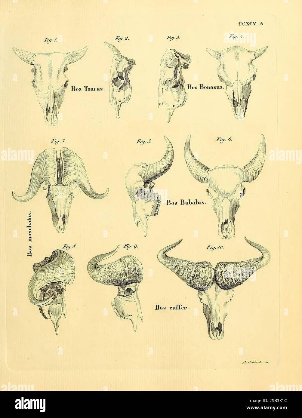 Various bovine species hi-res stock photography and images - Alamy