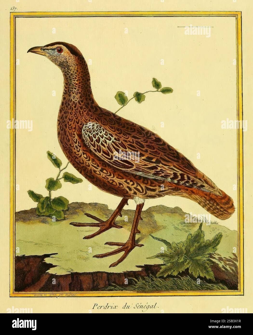 Perdrix du senegal hi-res stock photography and images - Alamy