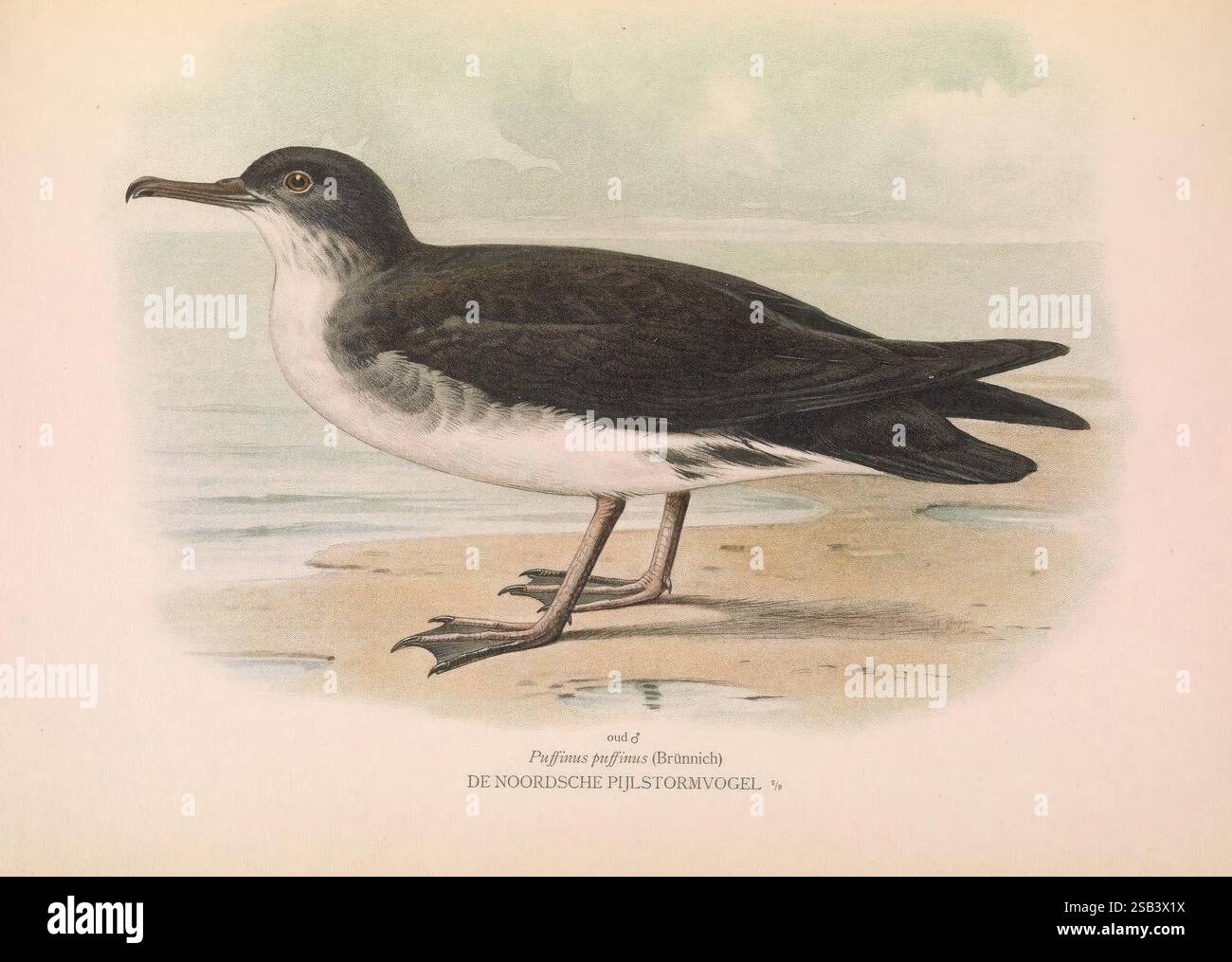 Slender seabird standing hi-res stock photography and images - Alamy