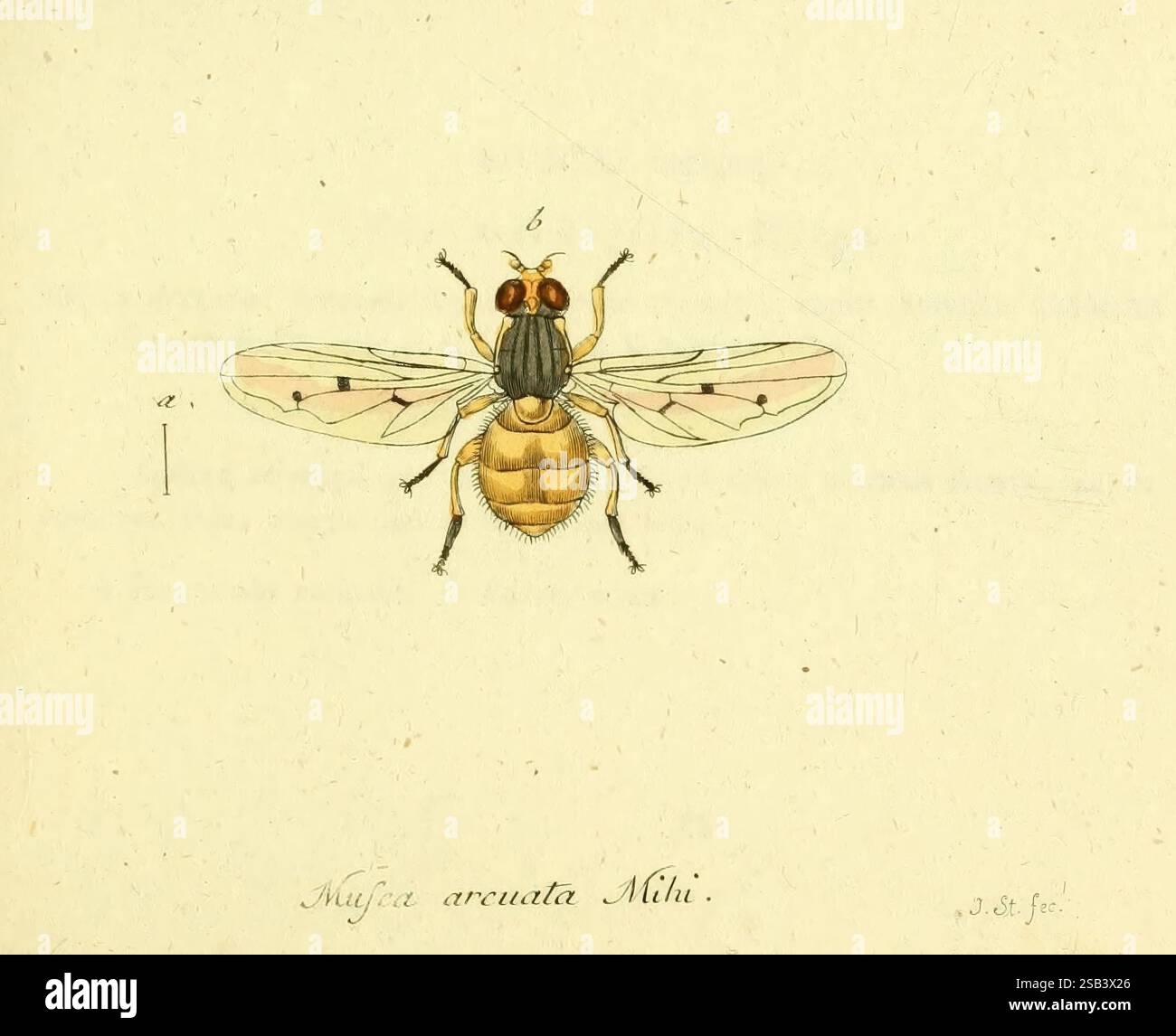 Fauna Germanica, Diptera, Nuremberg, s.n, between 1793 and 1805 ...