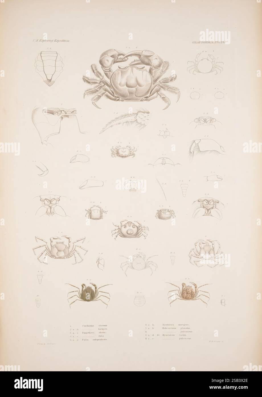 Central crab illustration hi-res stock photography and images - Alamy