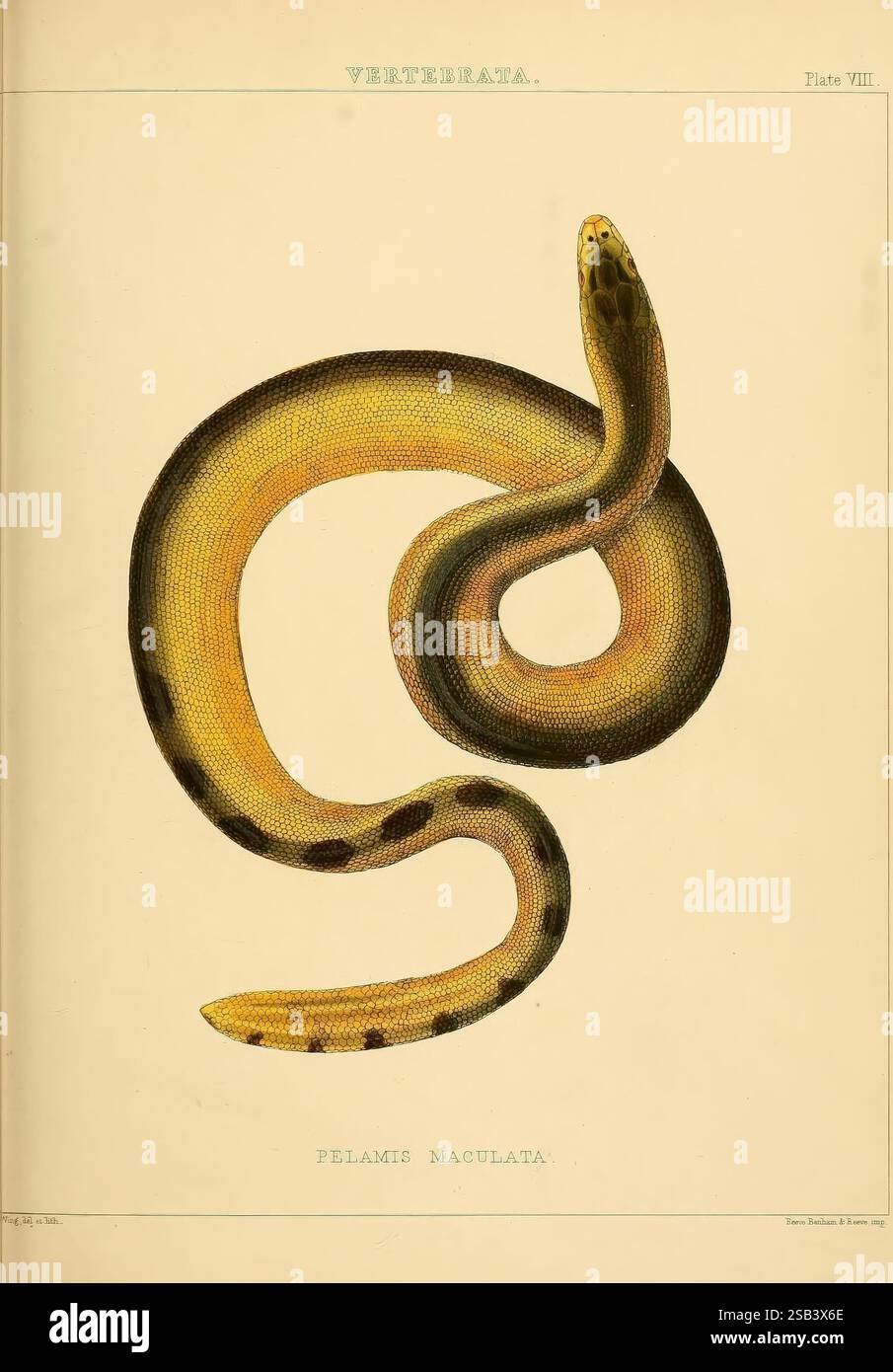 The Zoology of the voyage of H.M.S. Samarang, under the command of ...