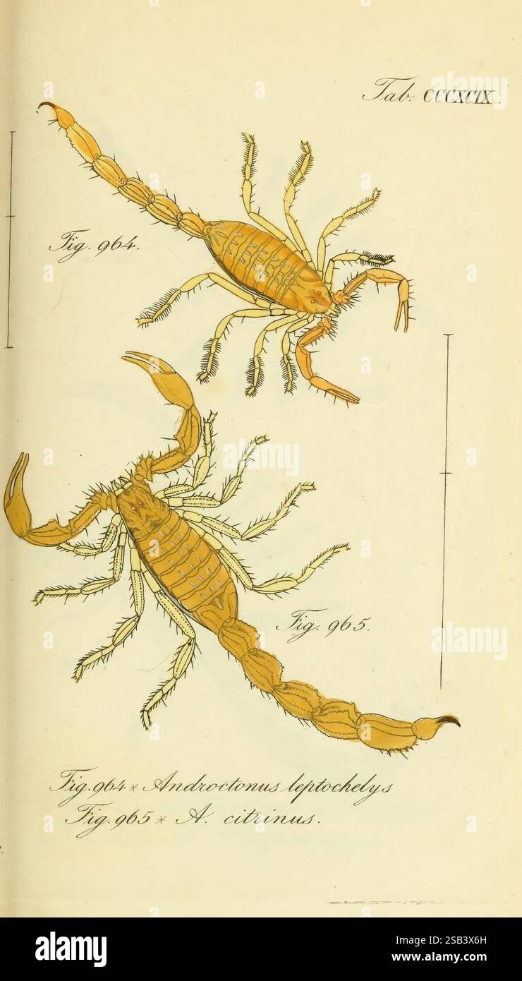 Die Arachniden, Nürnberg, In der C. H. Zeh'schen Buchhandlung, 1831 ...