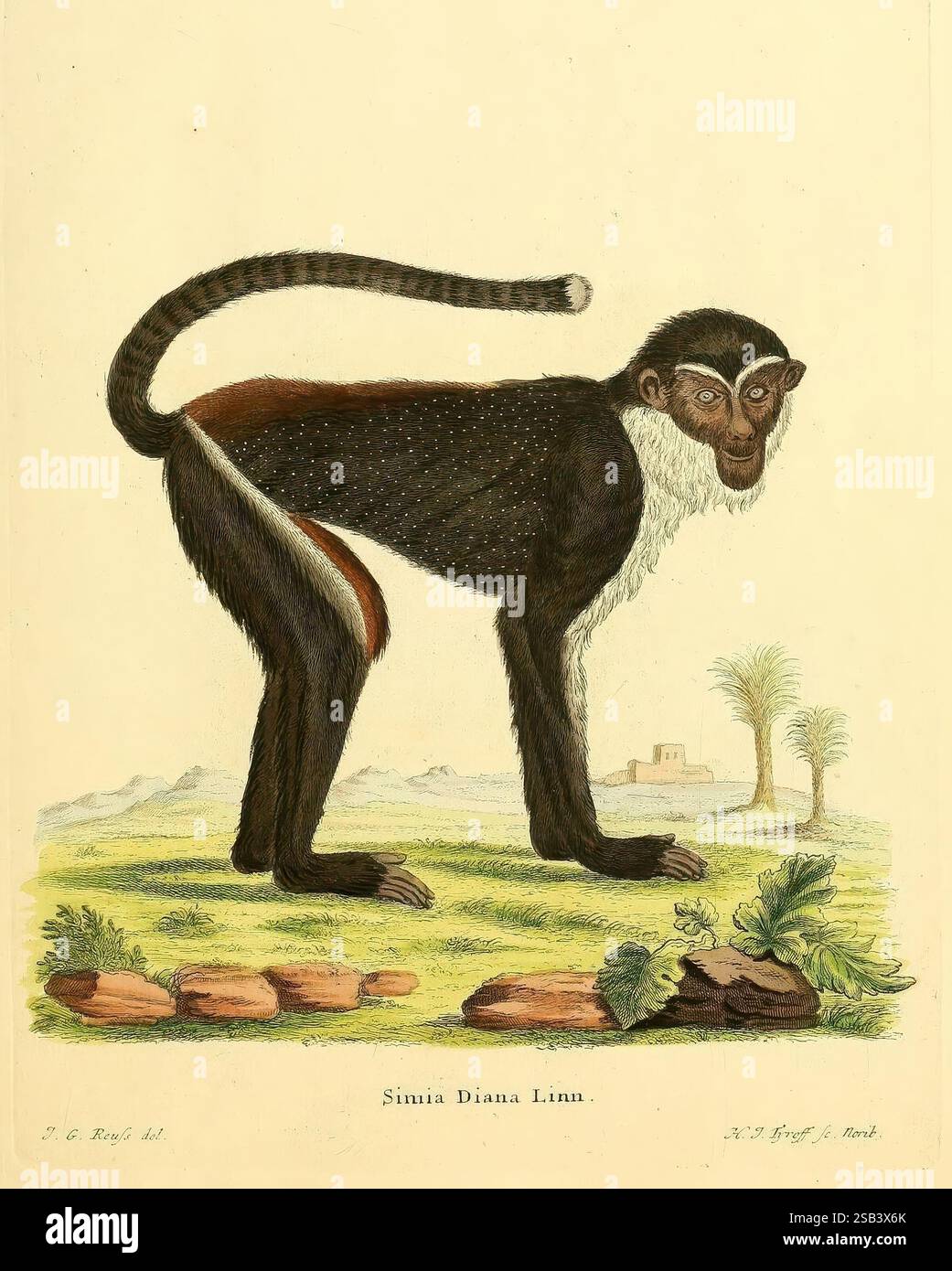 1846 mammals pictorial works hi-res stock photography and images - Alamy
