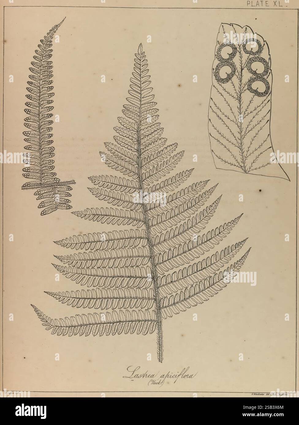 The ferns of British India, Madras, 1866, India, Pteridophyta, The ...