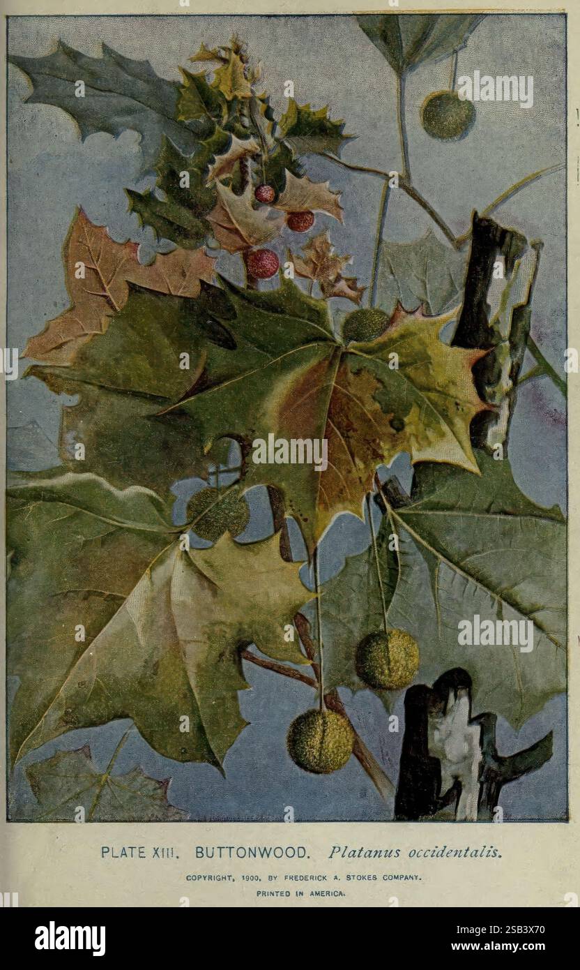 Buttonwoods botanical characteristics hi-res stock photography and ...