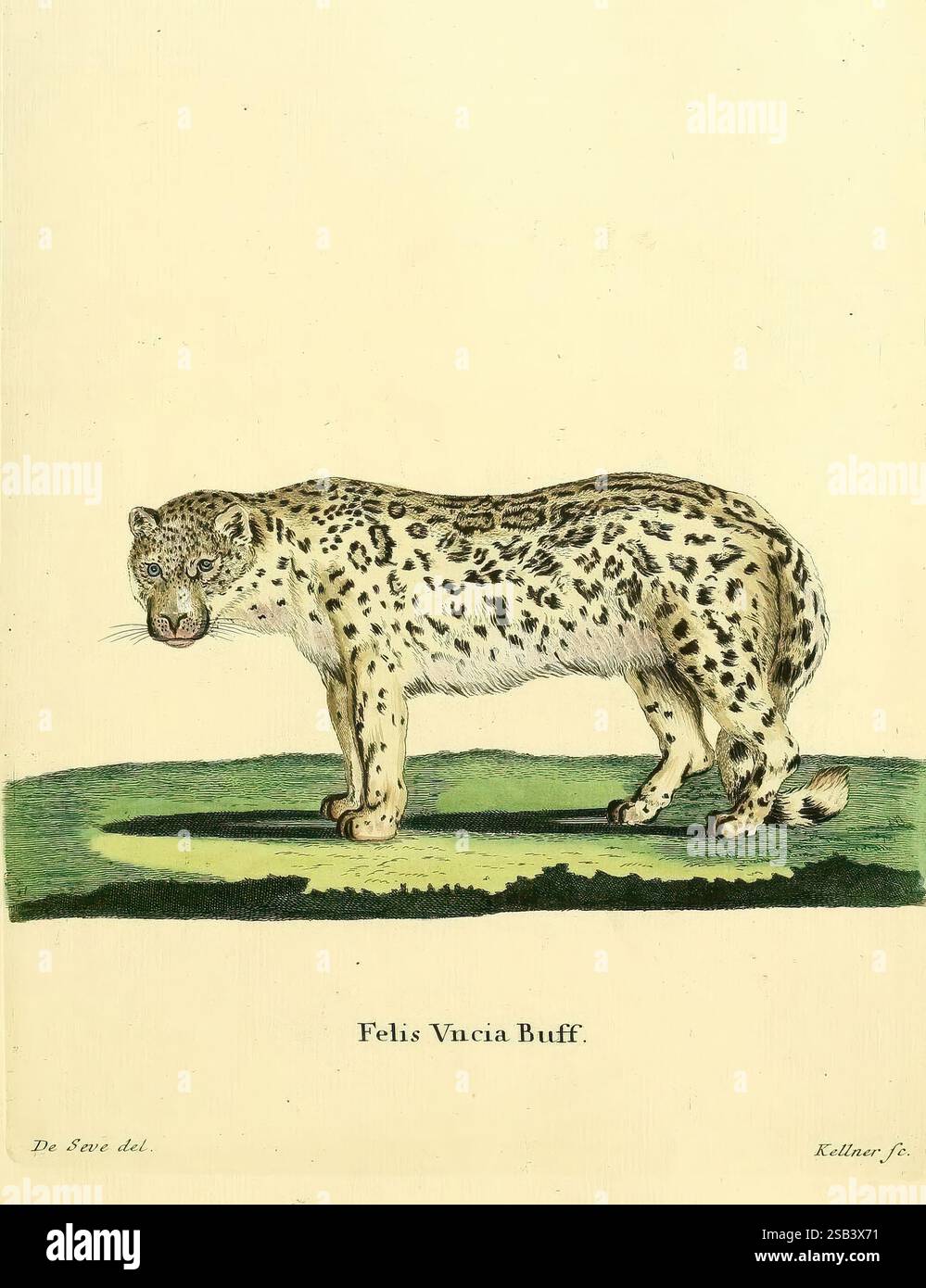 Die, Säugethiere, in, Abbildungen, nach, der, Natur, Erlangen ...