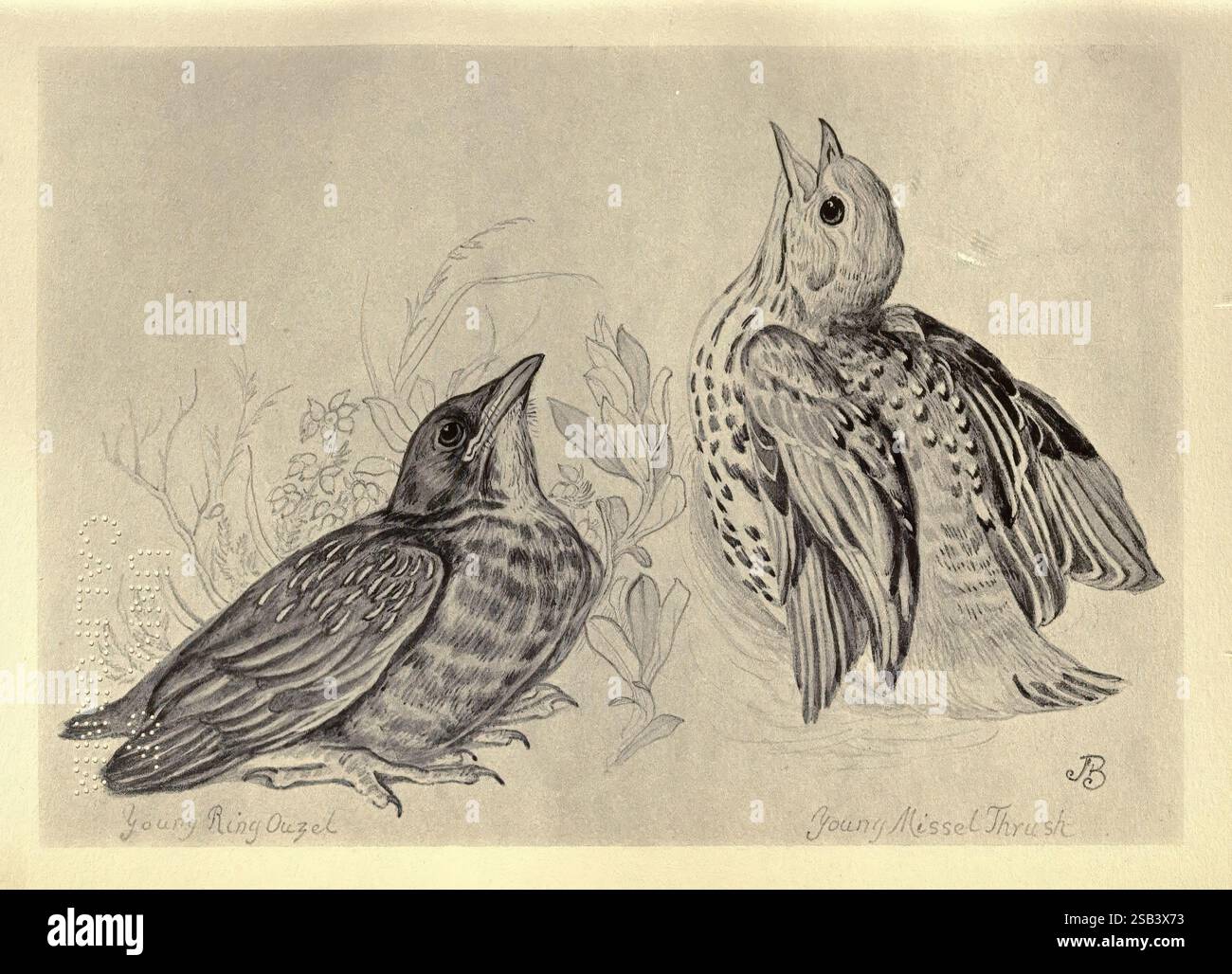 Birds from Moidart and elsewhere, Edinburgh, David Douglas, 1895, birds ...