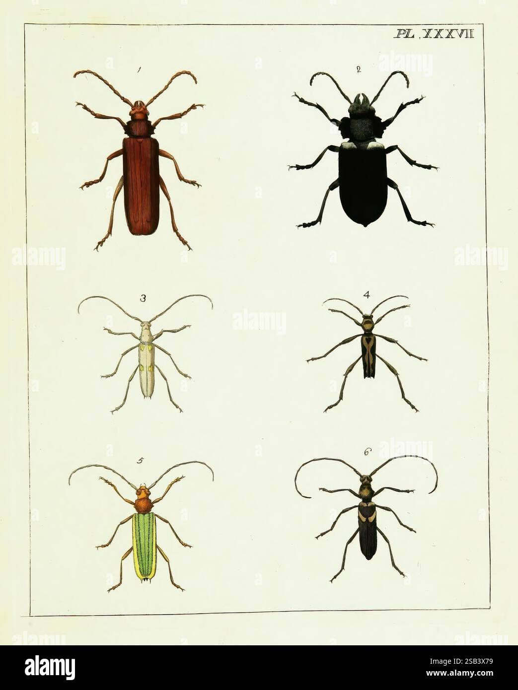 Pale yellow beetle labeled hi-res stock photography and images - Alamy