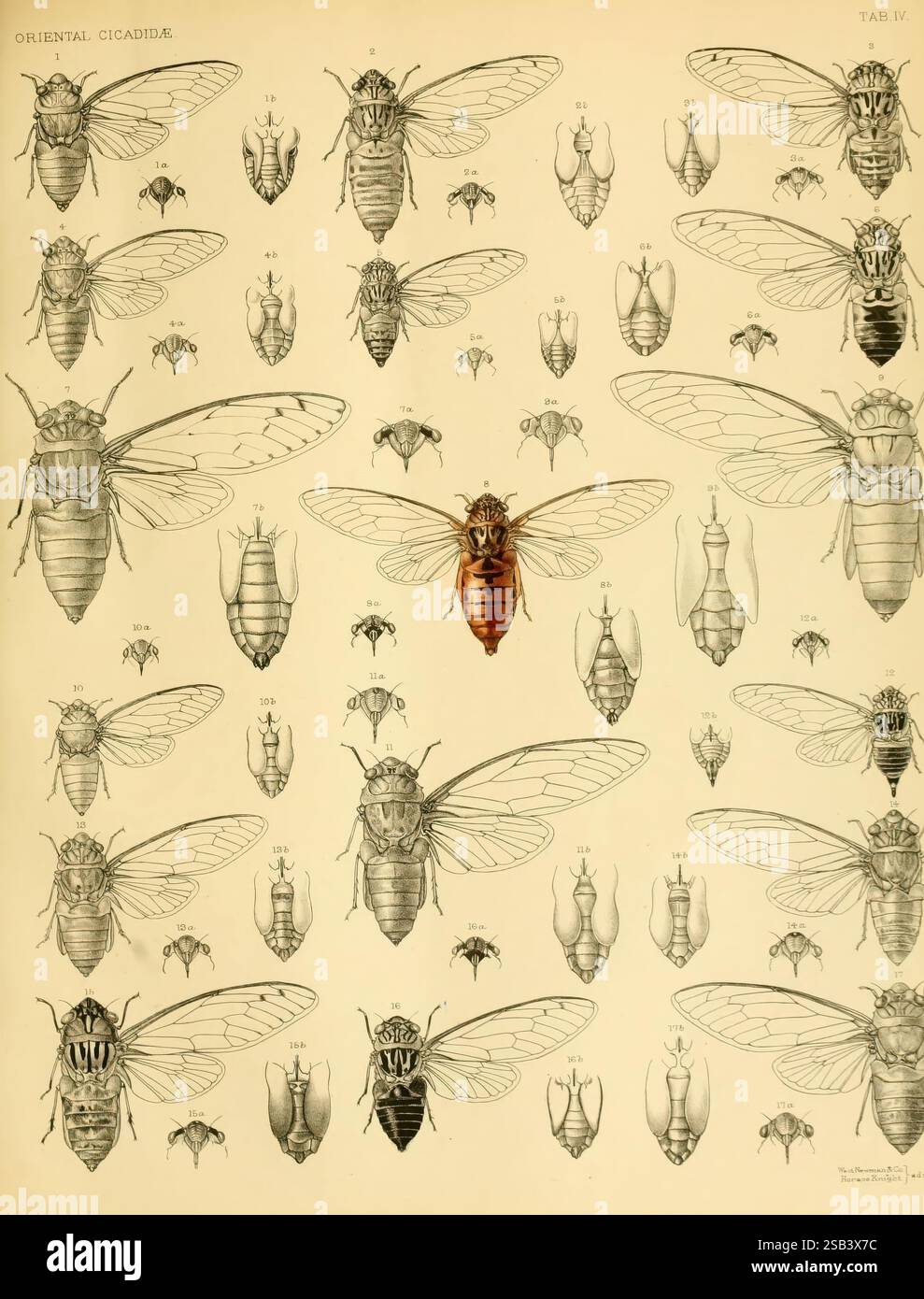 Cicadas represented hi-res stock photography and images - Alamy