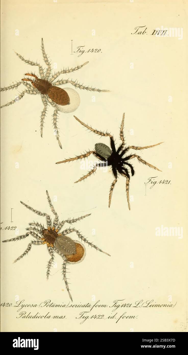 Die Arachniden, Nürnberg, In der C. H. Zeh'schen Buchhandlung,1831-1848 ...