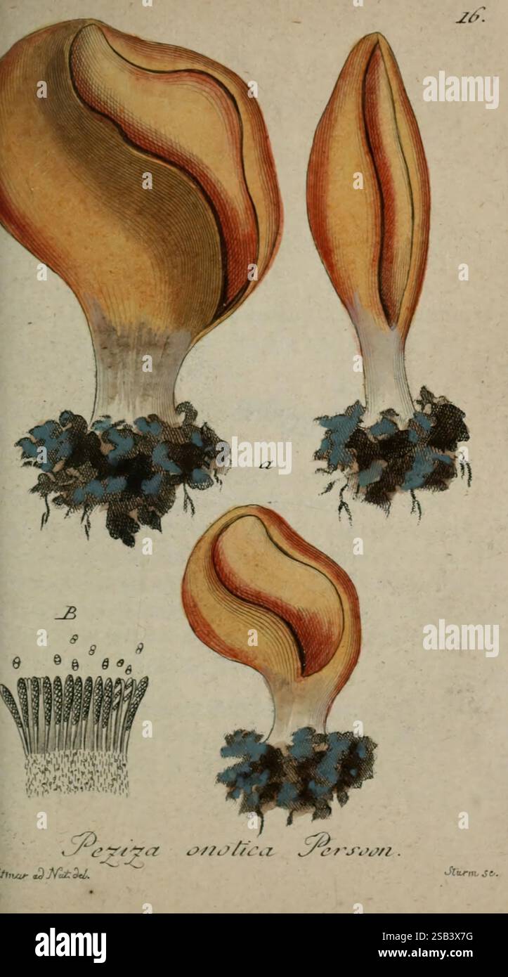 Fungal attachment hi-res stock photography and images - Alamy
