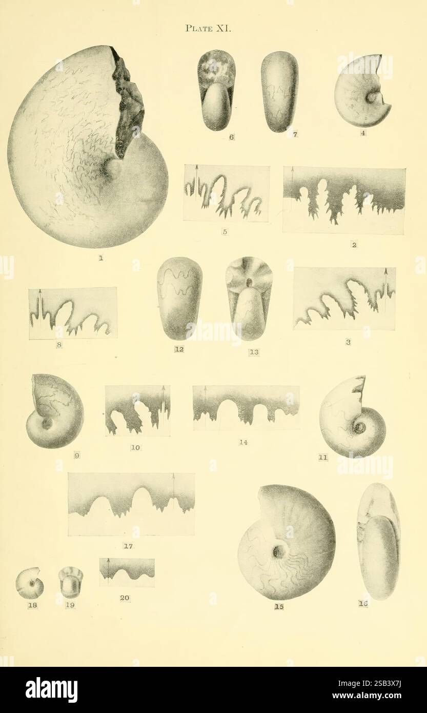 The eukaryotes eukaryota hi-res stock photography and images - Alamy