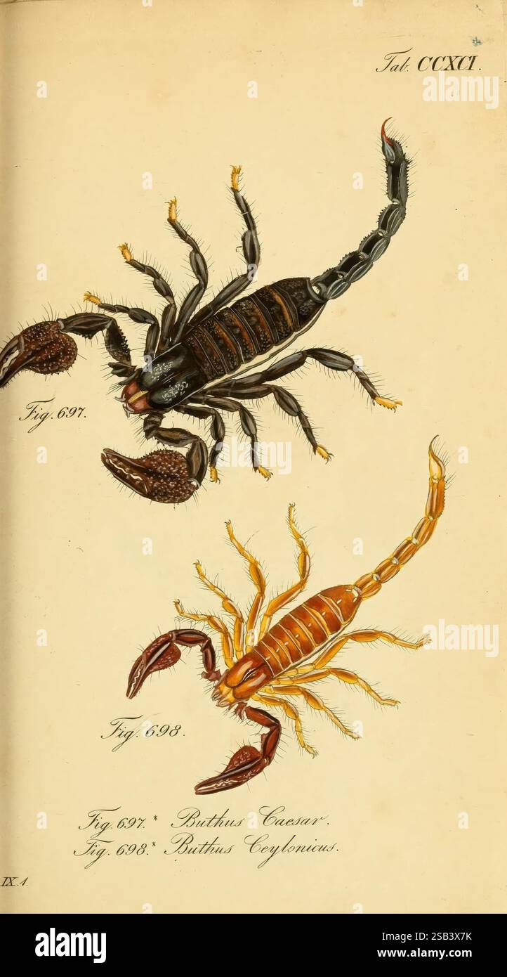 Sturdy pincers hi-res stock photography and images - Alamy