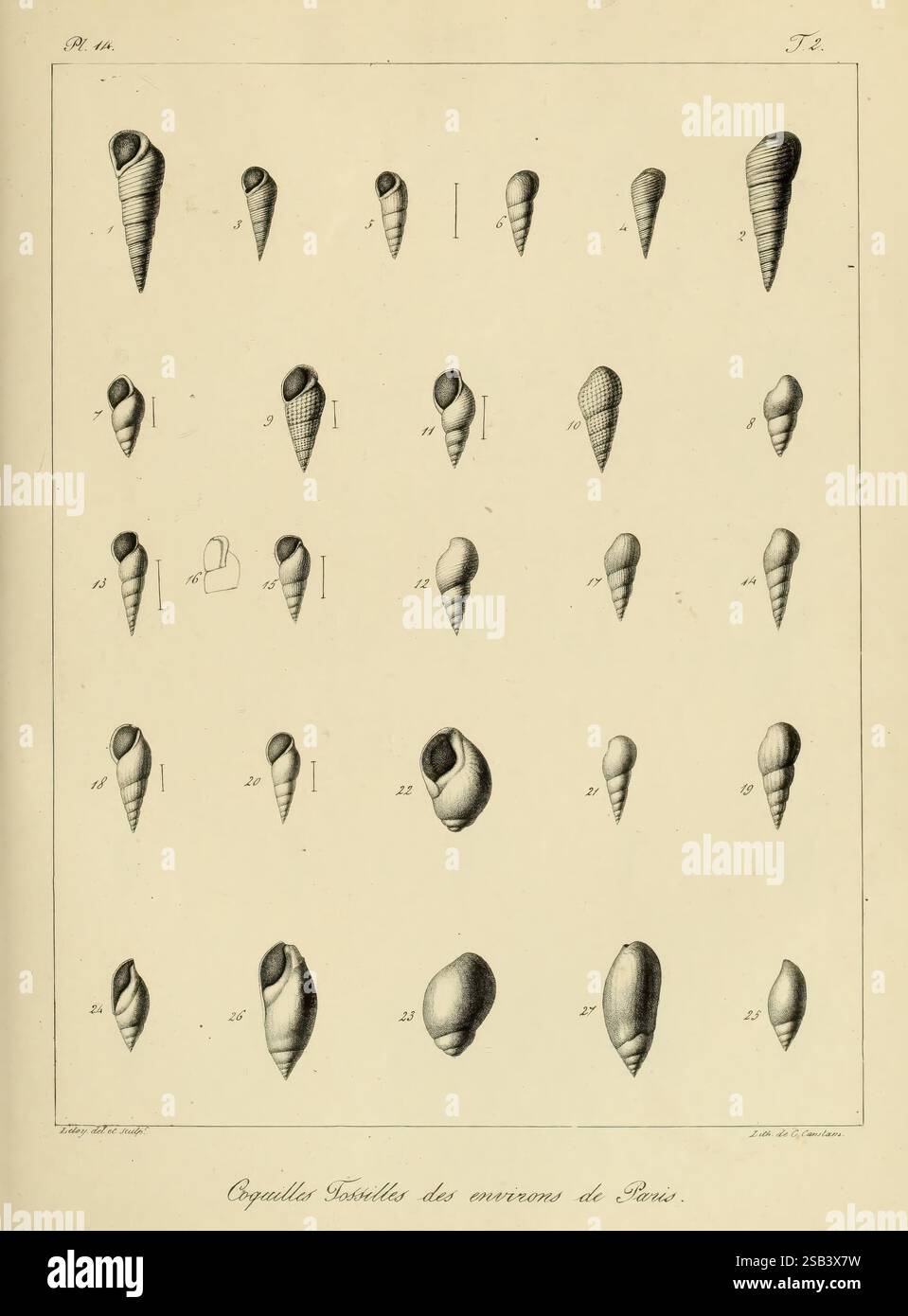 Tipos de conchas das diversas especies de peru hi-res stock photography ...