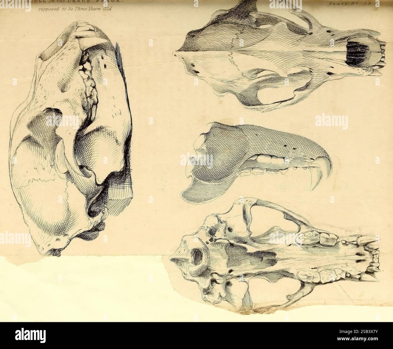 Specify anatomical parts hi-res stock photography and images - Alamy