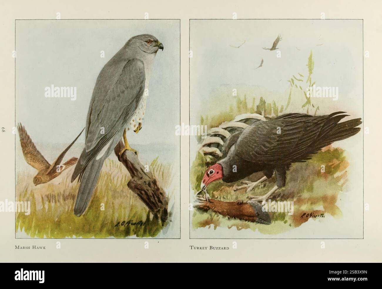 The book of birds Washington D.C. National Geographic Society 1921 ...