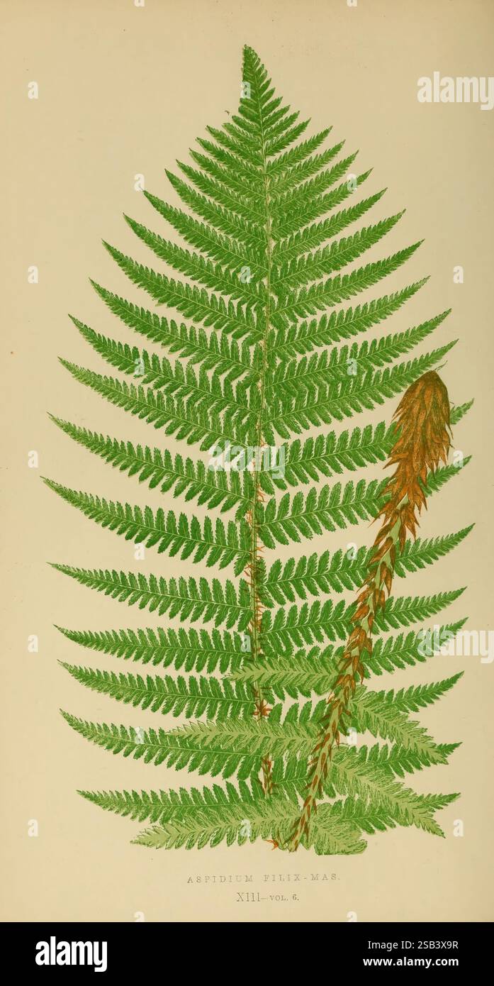 Leaflets vary hi-res stock photography and images - Alamy