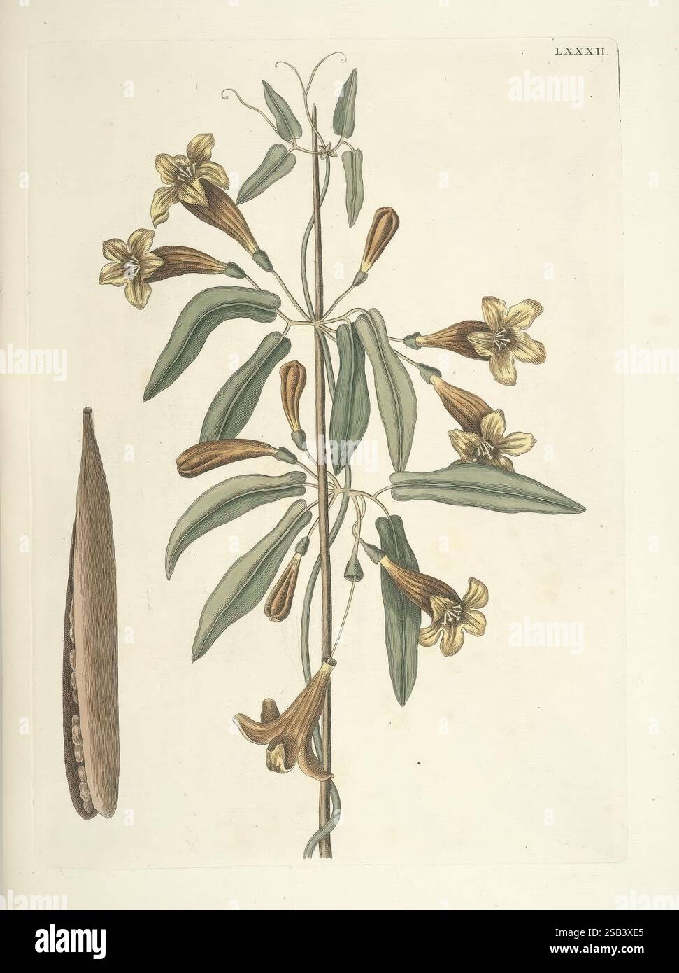 Piscium, Serpentum, Insectorum, Aliorumque Nonnullorum Animalum Nec Non ...