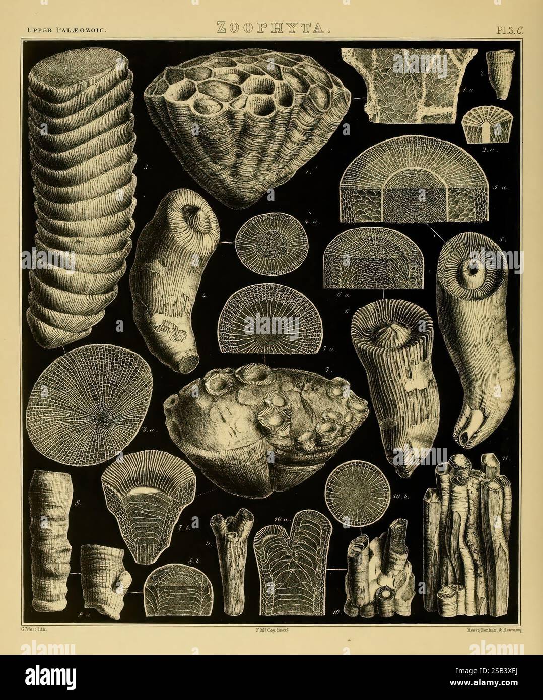 Class zoophyta hi-res stock photography and images - Alamy