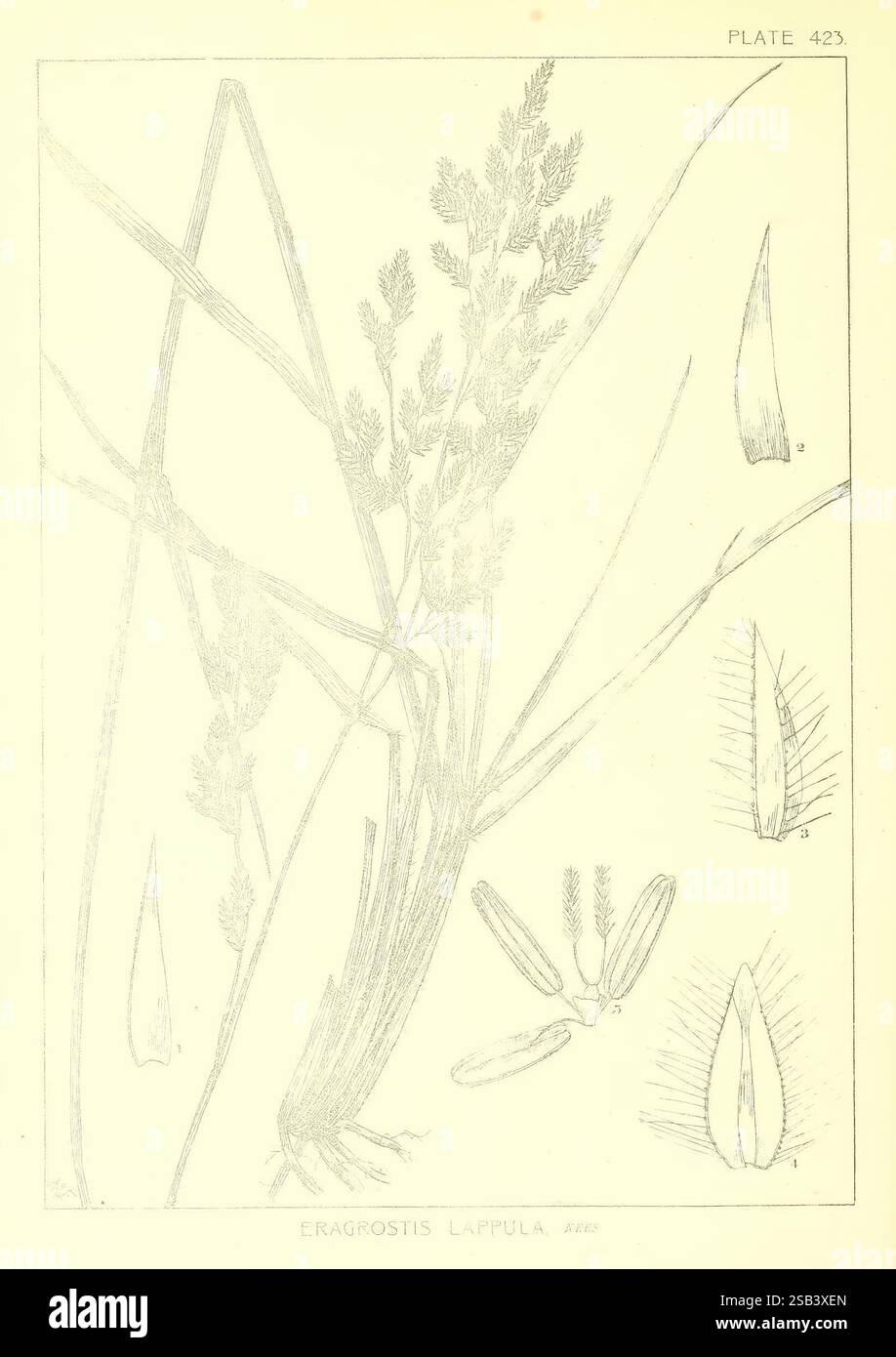 Natal plants Durban, Bennett & Davis, 1899 (i.e. 1898)-1912. Botany ...