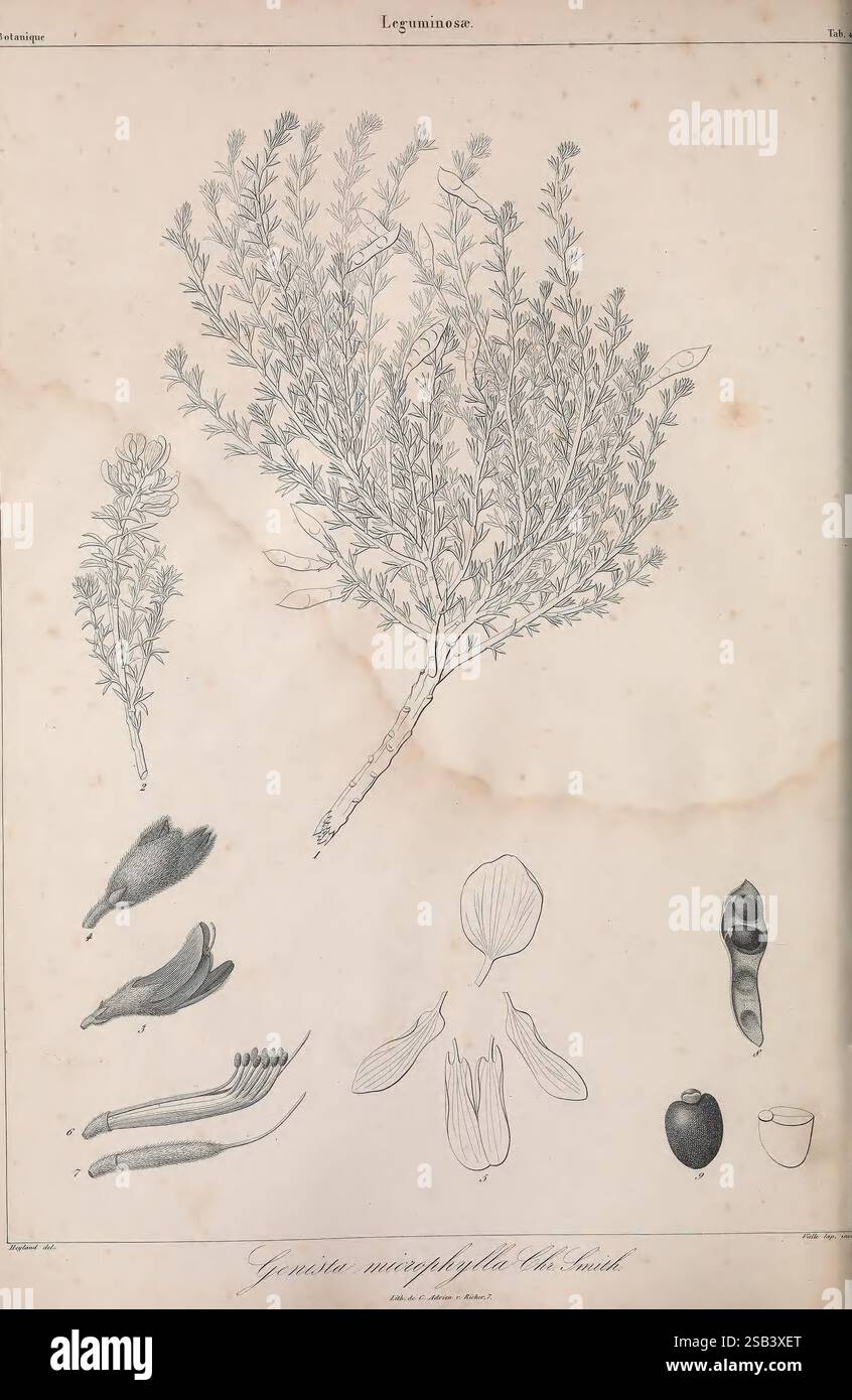 Histoire naturelle des Iles Canaries Paris Béthune éditeur 1836-1850 ...