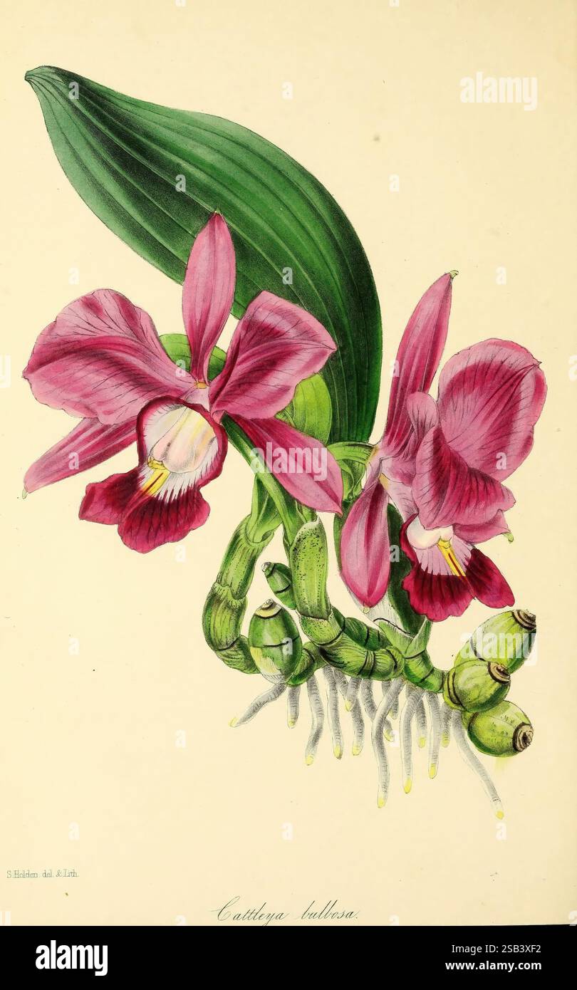 Cattleya bullosa orchid hi-res stock photography and images - Alamy