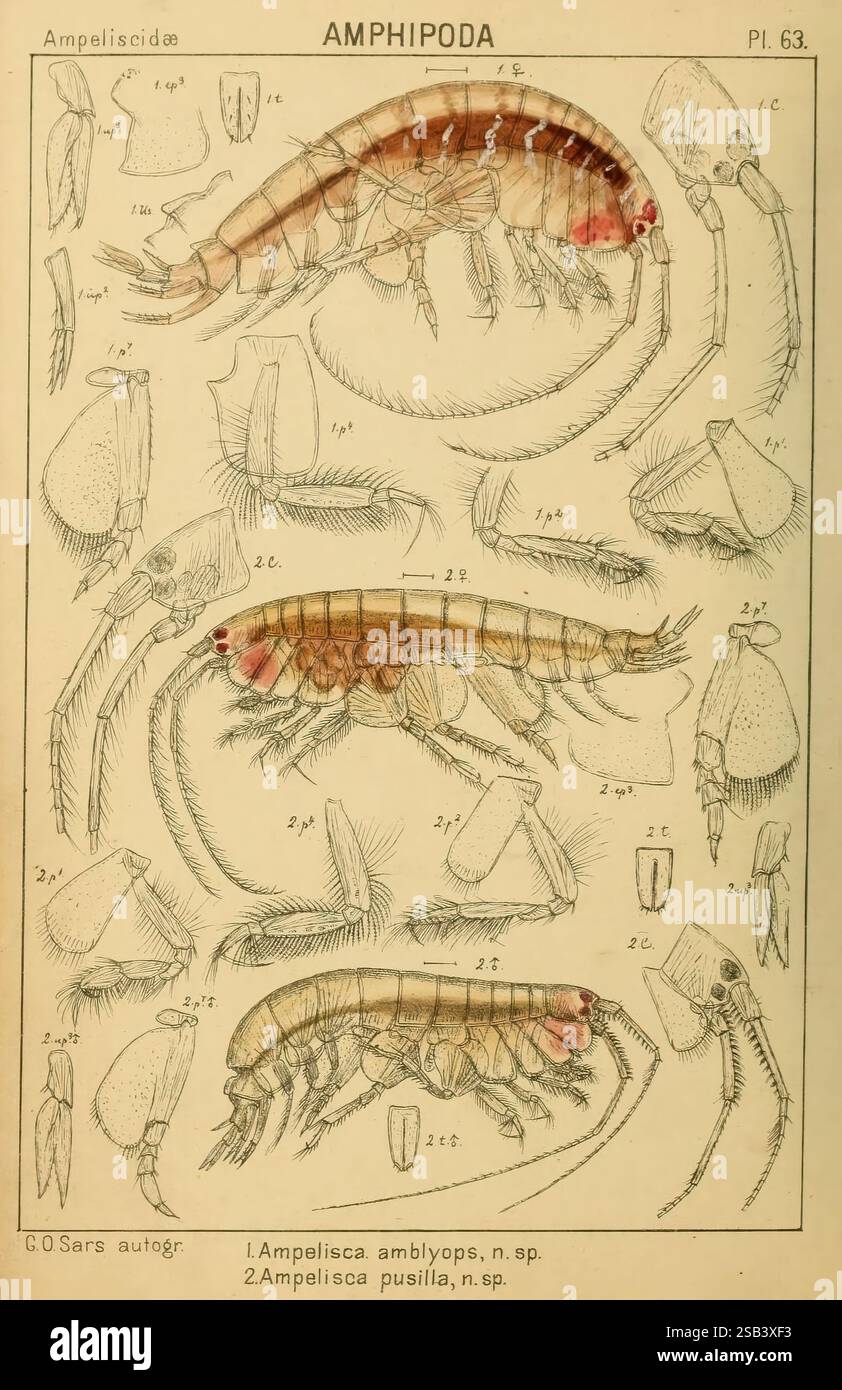 Showcasing various anatomical features labeled hi-res stock photography ...